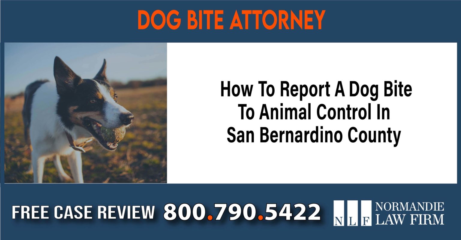 Normandie Law Firm How To Report A Dog Bite To Animal Control In San ...